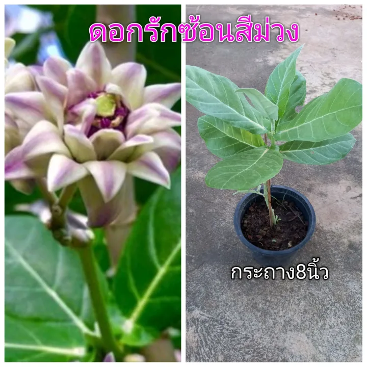 ดอกรักซ้อนสีม่วง ส่งพร้อมกระถาง8นิ้ว Th