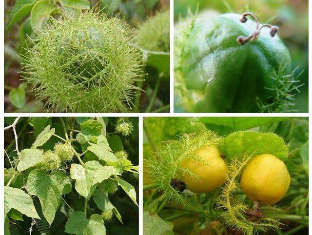 Buah letup (kelambu) fresh petik keratan batang daun dan buah | Lazada