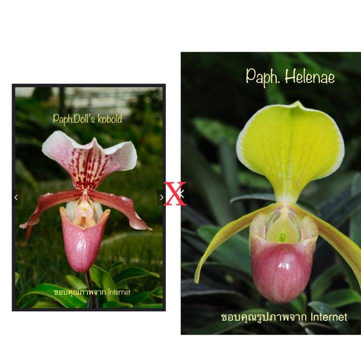Paphiopedilum Doll’s kobold x Paph.Helenae. เป็นไม้เมล็ดเลี้ยงในกระถาง ...