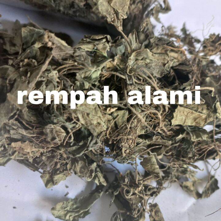 Daun gempur batu/ruellia napifera 100gr | Lazada Indonesia