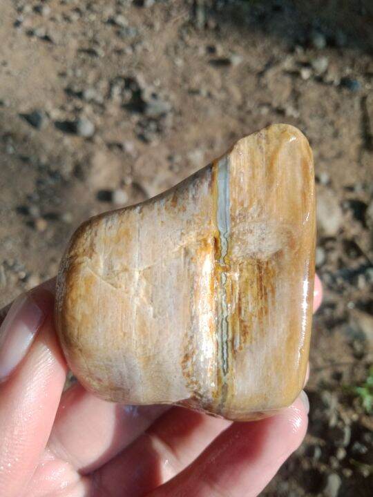 FOSIL KAYU DADAP KRISTAL BERGARIS KENDIT | Lazada Indonesia