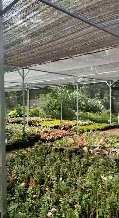 Tanaman Sirih marble Bunga SIrih Gading Cantik Eksotis Queen of White ...