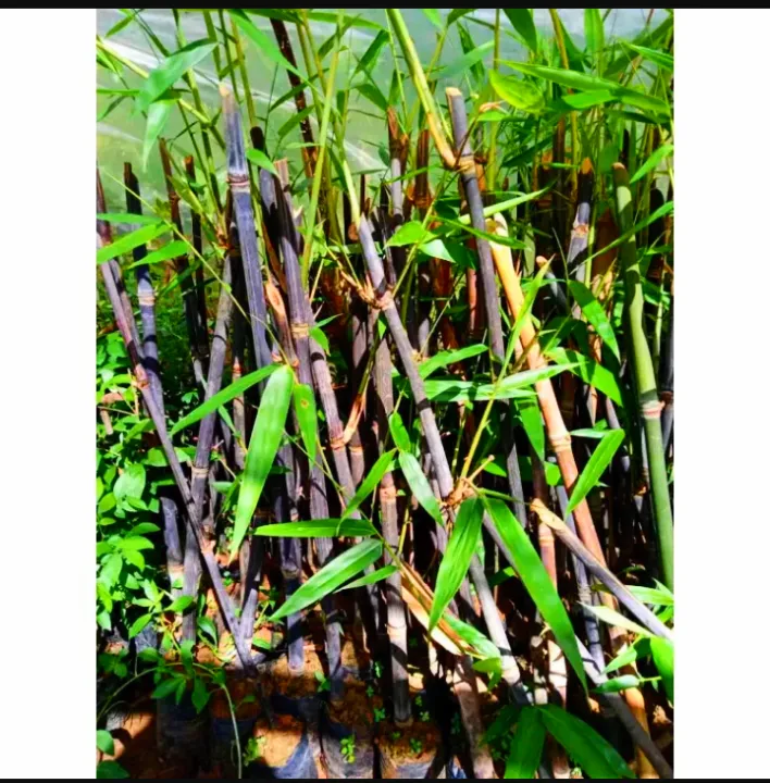 Bibit bambu hitam siap tanam hidup ad akar bambu wulung | Lazada Indonesia
