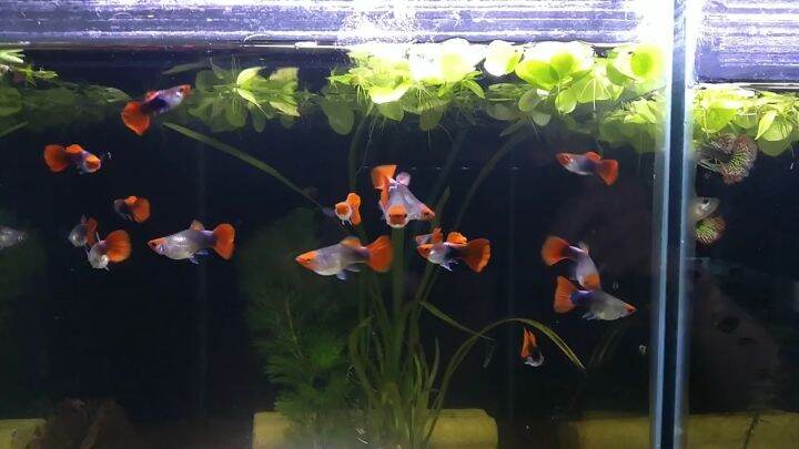 6 pair for 150 High Quality Short Body Koi guppy (Ready to breed) | Lazada