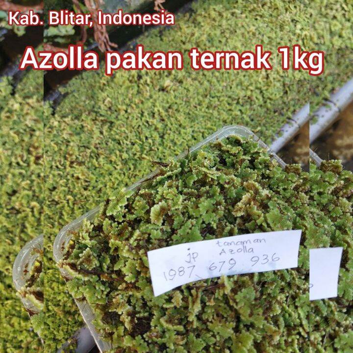 azolla 1kg, azolla microphylla, bibit azolla microphylla, azolla pakan ikan, azolla pakan ternak ...