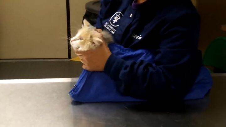 BUSTER Vet Examination Bag กระเป๋าช่วยจับสัตว์เลี้ยง เกรดโรงพยาบาล ไม่ ...