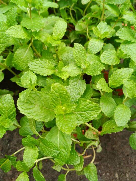 Ready STOK Pokok Pudina / Peppermint / Real Living Plant In Pot pokok ...