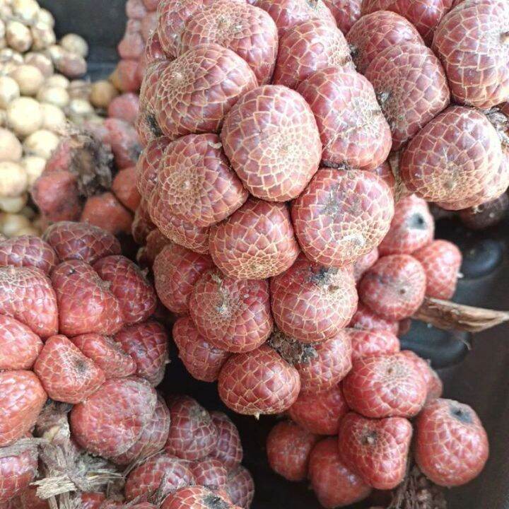 Buah Asam Paya