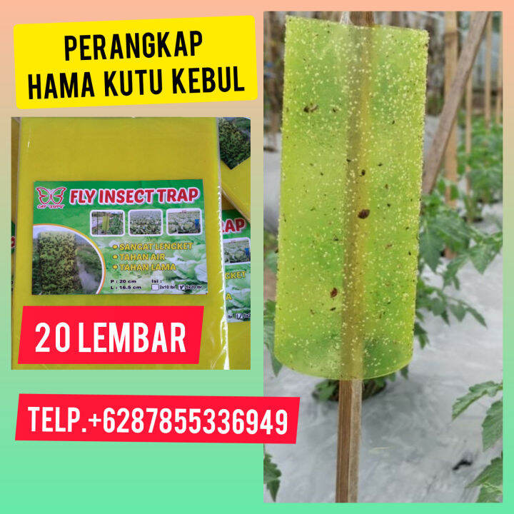 perangkap hama\yellowtrap isi 20lembar | Lazada Indonesia