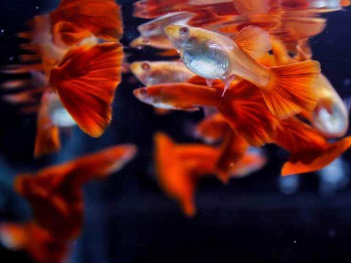 Albino Red Moscow Guppy (Grade AA)(Pair) | Lazada