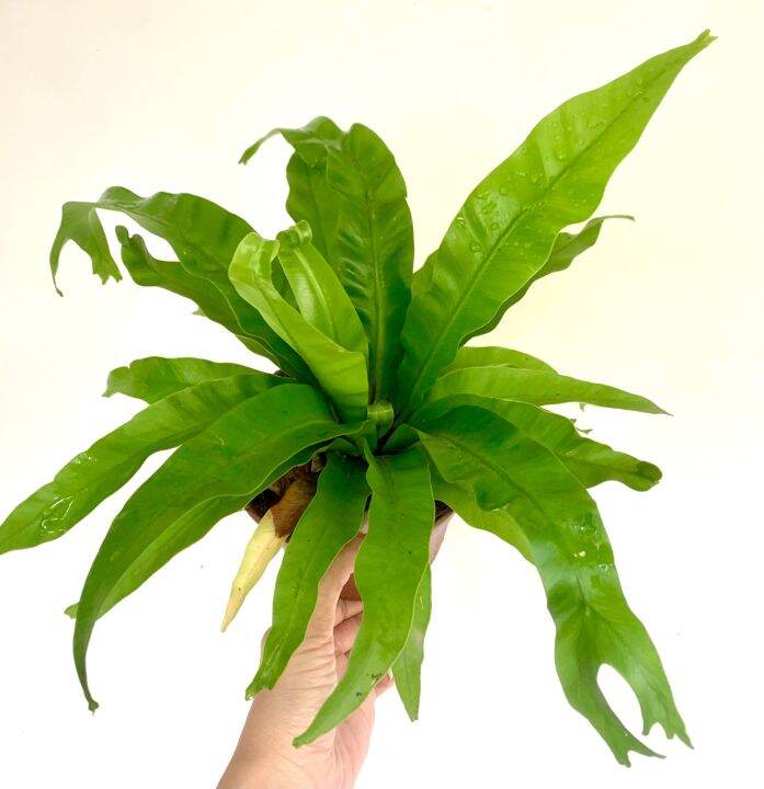 Leslie Fern Bird’s Nest (Asplenium antiquum) | Lazada PH