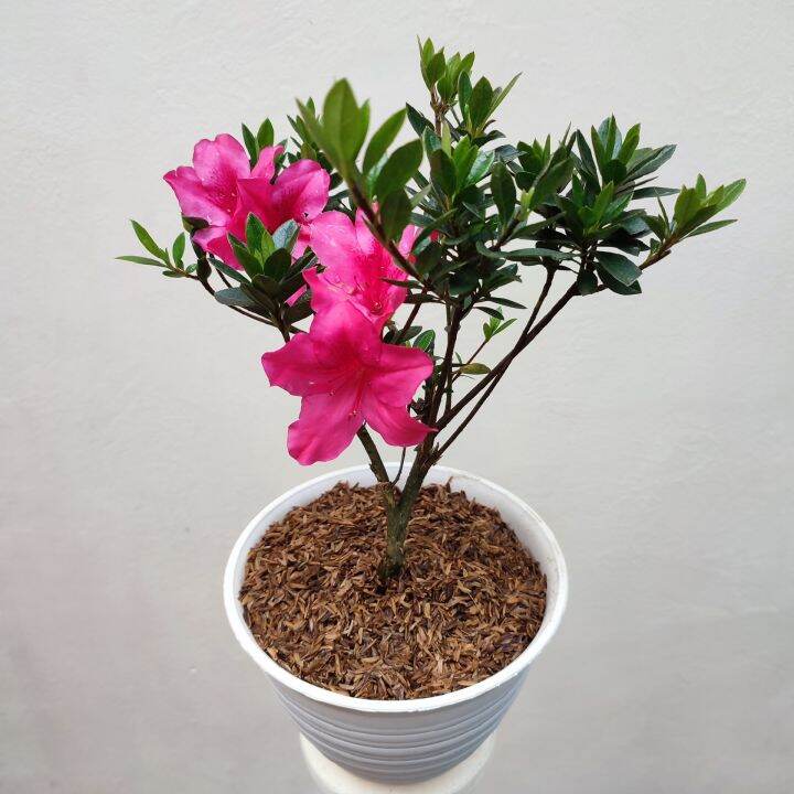 Tanaman hidup Bunga Azalea | Lazada Indonesia