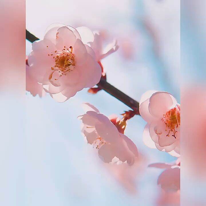 Japan Sakura Cream Hydrating Face Cream Nourishing Skin Rejuvenate ...