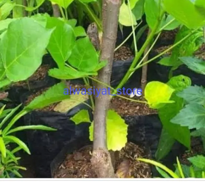 3 BATANG POHON DAUN DADAP/BIBIT UNTUK TANAM HERBAL/DAUN DADAP/ DAUN ...