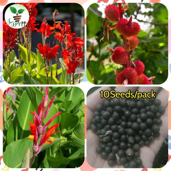 Canna lily Seeds Red flower (10 Seeds) Seeds for planting | Lazada PH