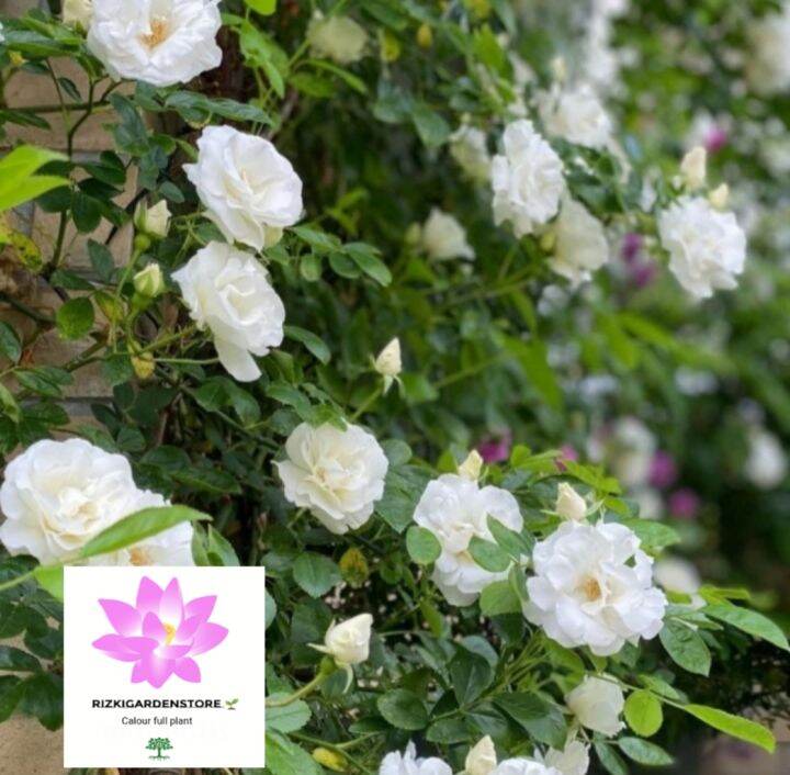 Tanaman hias mawar rambat climbing rose bunga putih | Lazada Indonesia