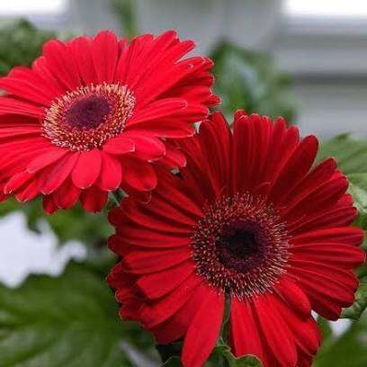 Pohon Tanaman Hias Bunga Gerbera atau Hebras | Lazada Indonesia