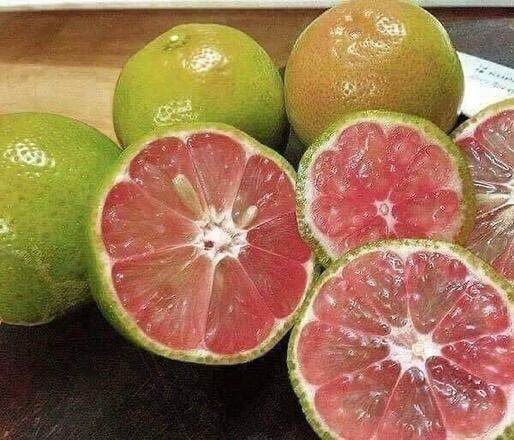 Pokok kahwin limau nipis isi pink, pink fleshed key lime grafted plant ...