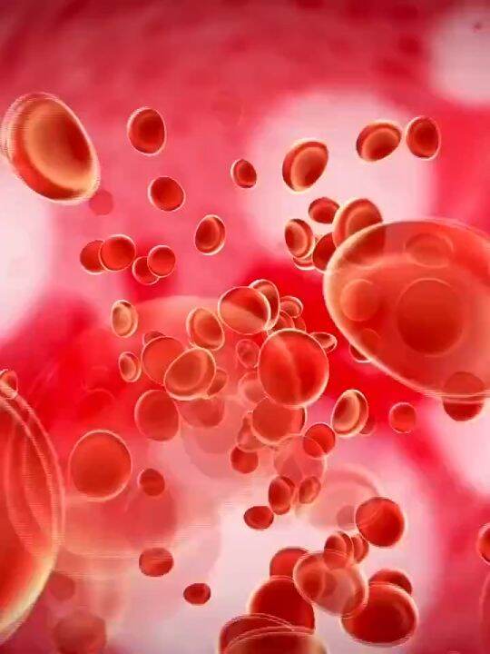 HD Professional Biological Microscope2400X Portable Electronic Bi ...