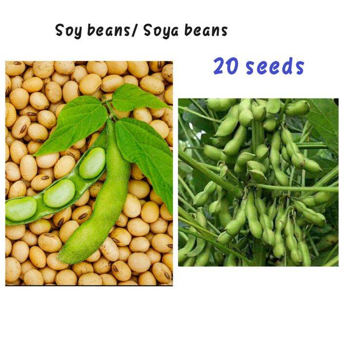 Japanese Korean Soy beans/Soya beans for planting(50Seeds) | Lazada PH
