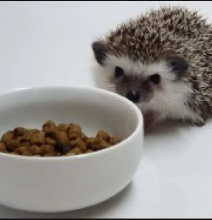 makanan landak mini , hedge hog food | Lazada