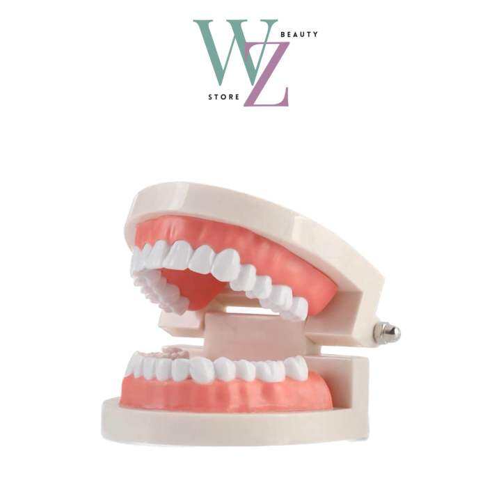 (READY STOCK) TEETH MODEL / FAKE TEETH / DUMMY TEETH FOR TEACHING | Lazada