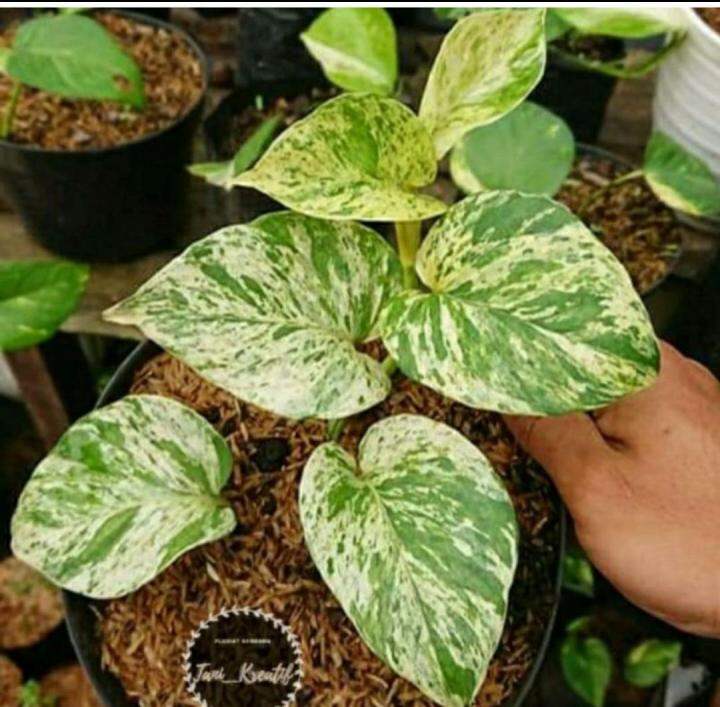 sirih gading marble queen /varigata putih | Lazada Indonesia