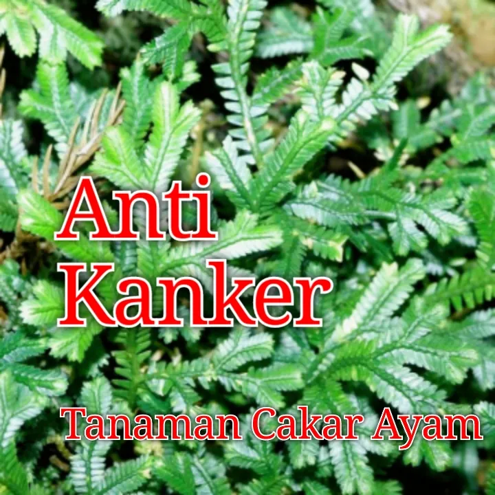 Tanaman Cakar Ayam Herbal Selaginella doederleinii hieron rumput solo ...