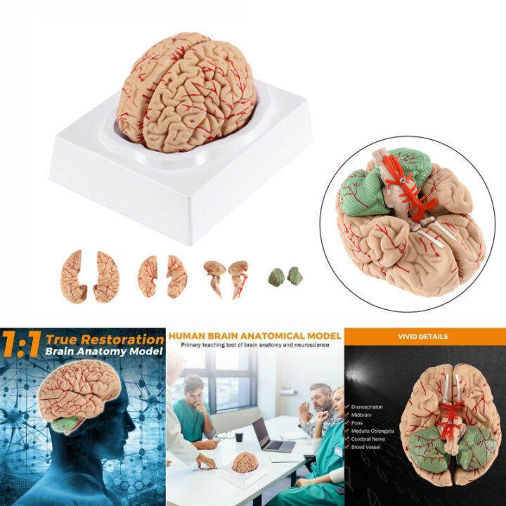 1:1 Human Brain Model, Anatomically Accurate Brain Model Life Size ...