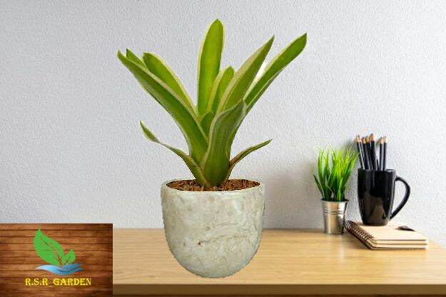 Bromelia Hijau Putih jagung | Lazada Indonesia