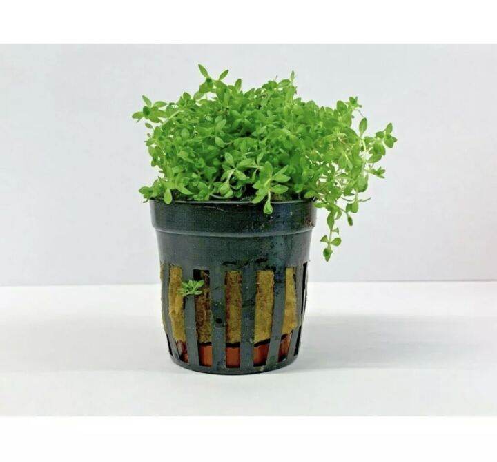 Aquatic Plants Pearl Weed (Hemianthus Micranthemoides) 日本珍珠草 | Lazada