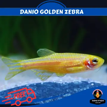 Golden Zebra Danio