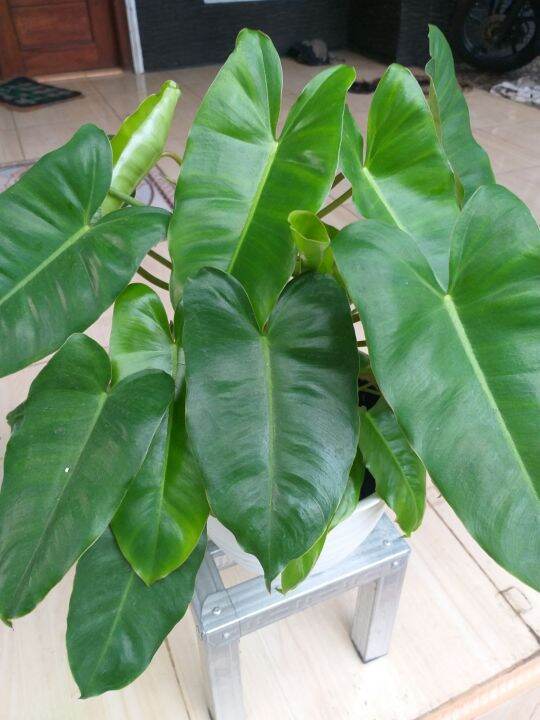 Philodendron burle marx burlemarx philo brekele daun jumbo | Lazada ...