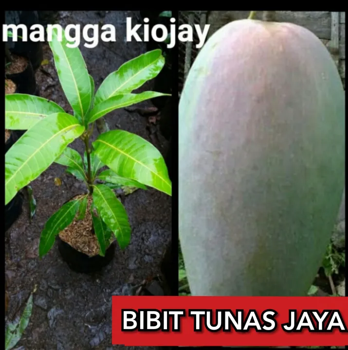 Bibit pohon mangga kiojai/kio'jay/yujai 50cm | Lazada Indonesia