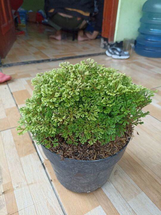 Tanaman hias lumut ambon / rumput papua / selaginella apoda | Lazada ...