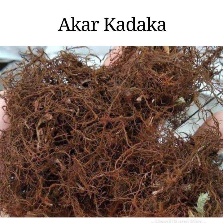 MOSS KADAKA HITAM 1 KG UNTUK MEDIA TANAM Istimewa Akar Kadaka Media ...
