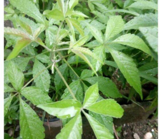 Herbal Lagundi Leaves(250grams)per pack | Lazada PH