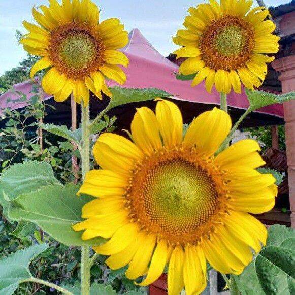 Bijj Benih Bunga Matahari Kuning 10 Seeds | Lazada