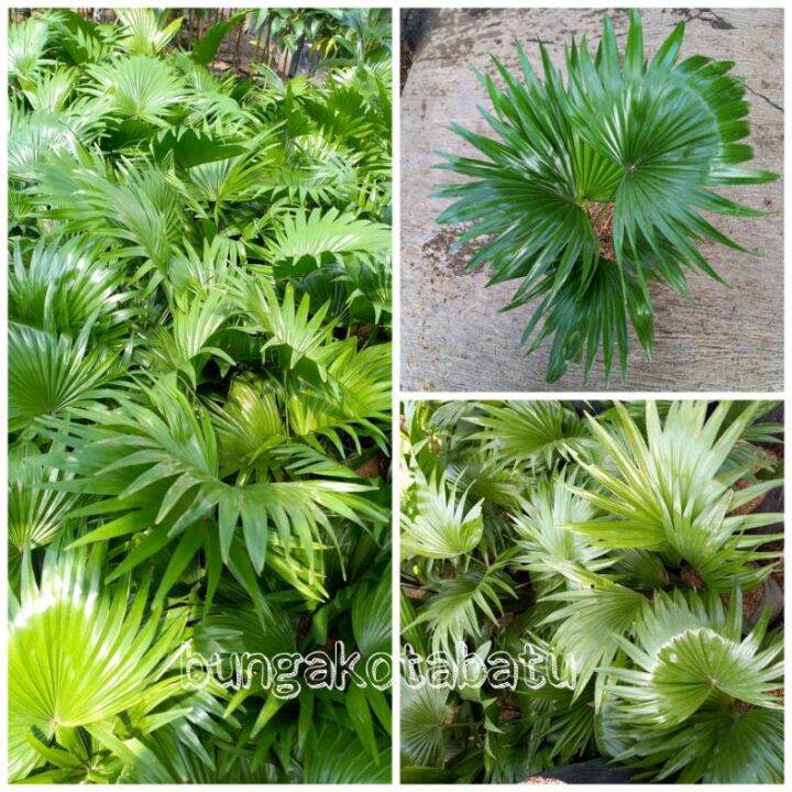 Tanaman Hias Palem Kipas 60-80 | Lazada Indonesia