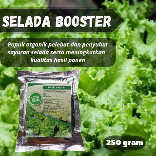 Pupuk organik selada perangsng tanaman serta pelebat selada unggulan ...