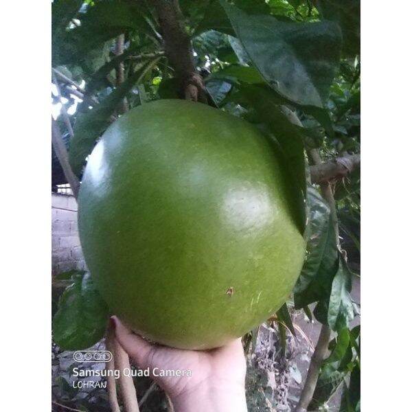 Calabash Miracle fruit marcotted seedlings | Lazada PH