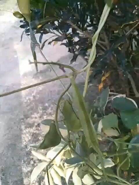 3 seeds for planting binhi pantanim lima patani beans vegetable | Lazada PH