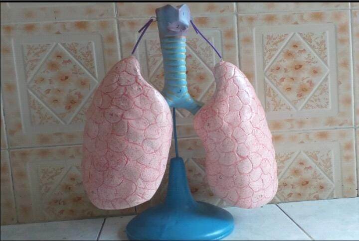 paru paru alat peraga pendidikan torso model paru paru | Lazada Indonesia