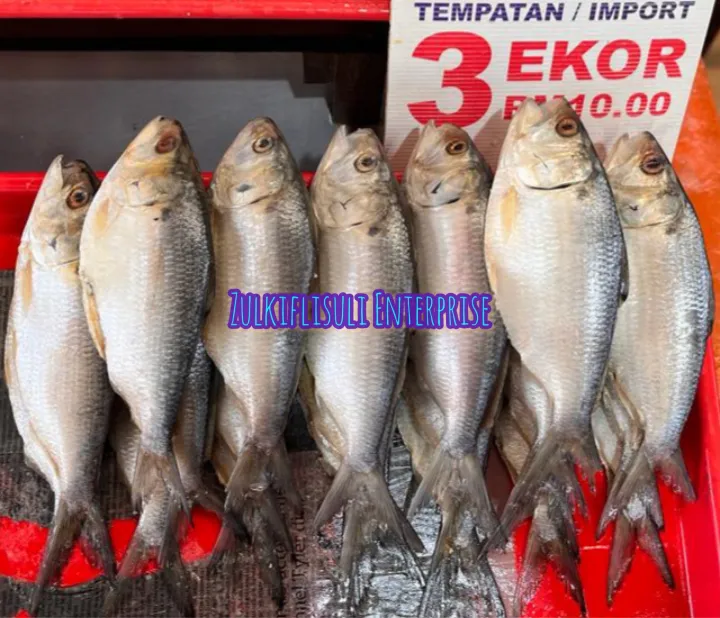 Ikan Terubuk Masin Sarawak saiz Xs 3 ekor RM10 | Lazada