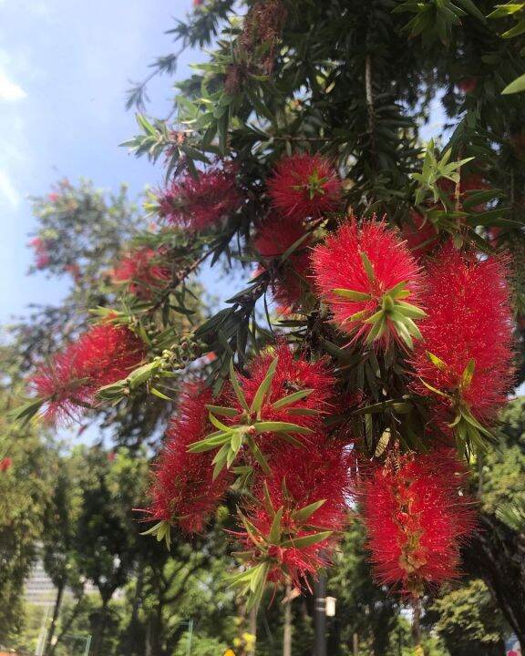 bunga sikat botol merah/calistemon /vegetasi lebah klanceng | Lazada ...