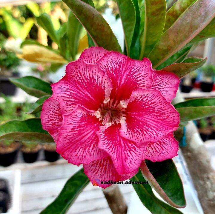 BIBIT ADENIUM KAMBOJA JEPANG BUNGA TUMPUK JAVA EMPIRO | Lazada Indonesia