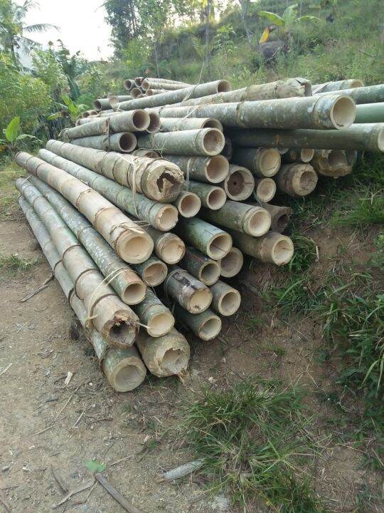 Bambu Petung | Lazada Indonesia