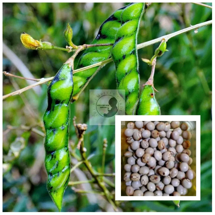 pigeon pea / kadios hybrid seeds for planting ( 10 seeds ) VEGETABLES ...
