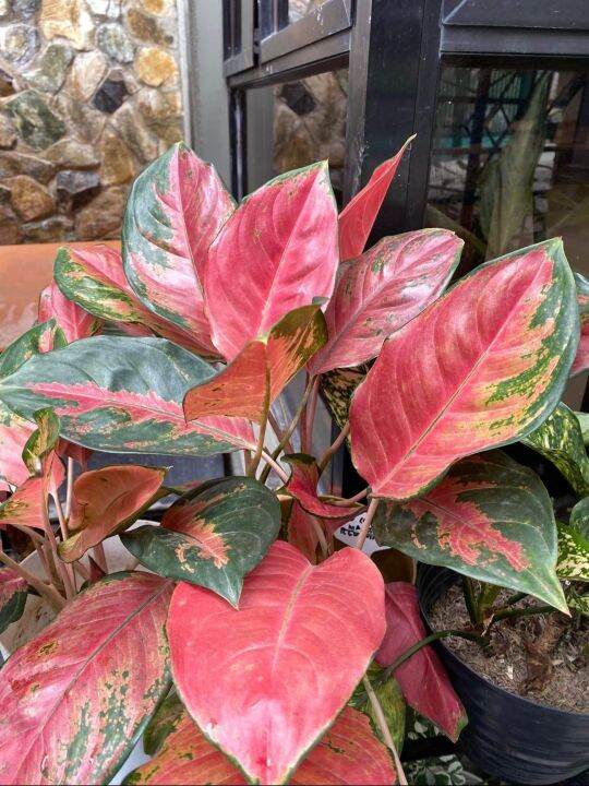 aglaonema red cochin with pot | Lazada PH