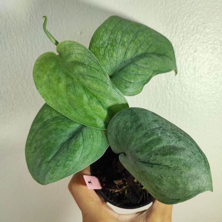 Scindapsus Pictus Silver Tattoo พลูหัวใจแนบ ซิลเวอร์ แทททู ไม้แรร์ ...